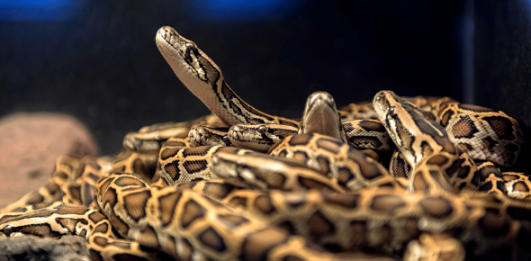 Snakes General Knowledge Quiz - Quiz & Trivia